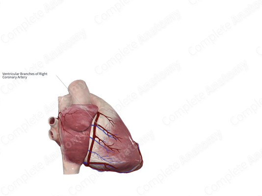 Right Coronary Artery - an overview | ScienceDirect Topics