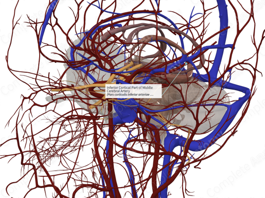 Middle Cerebral Artery - an overview | ScienceDirect Topics