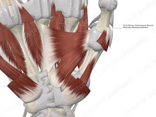 Hand Muscle - an overview | ScienceDirect Topics