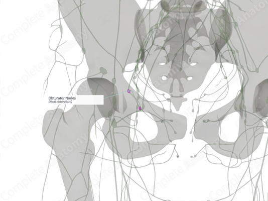 Pelvis Lymph Node - an overview | ScienceDirect Topics