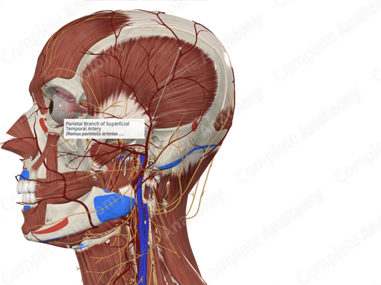 Superficial Temporal Artery Anatomic Variations Of The Superficial