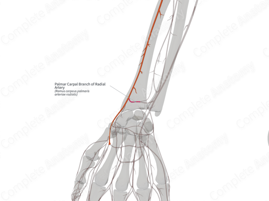 Radial Artery Course