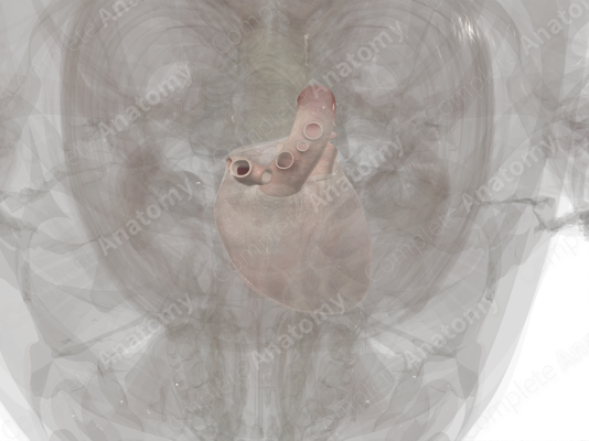 Pericardium - an overview | ScienceDirect Topics