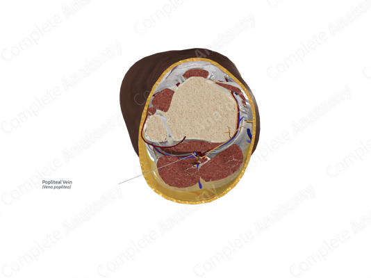 Popliteal Vein - an overview | ScienceDirect Topics
