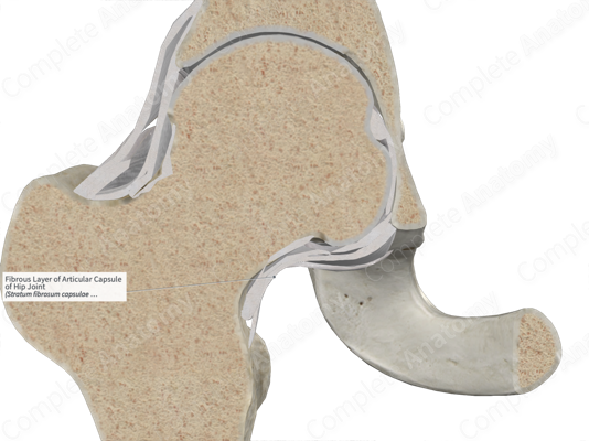 Hip Joint - an overview | ScienceDirect Topics