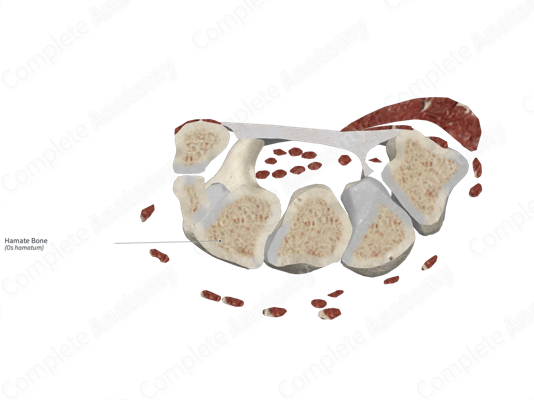 Hamate Bone - an overview | ScienceDirect Topics