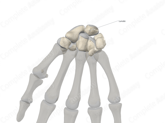 Lunate Bone - an overview | ScienceDirect Topics