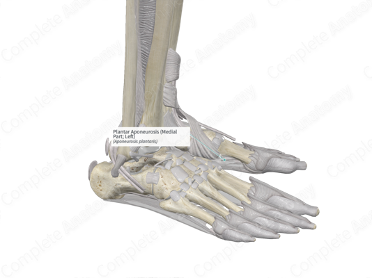 Aponeurosis - an overview | ScienceDirect Topics