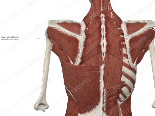 Teres Minor Role