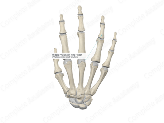 Middle Phalanx - an overview | ScienceDirect Topics