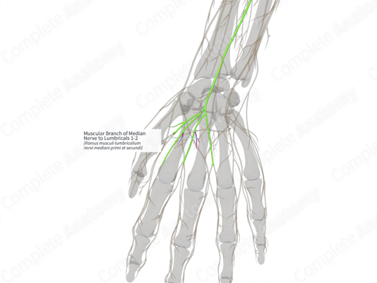 Median Nerve - an overview | ScienceDirect Topics
