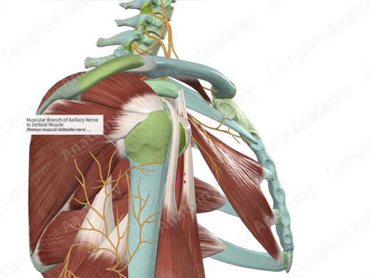Axillary Nerve - an overview | ScienceDirect Topics