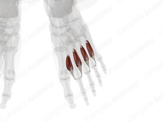 Foot Muscle - an overview | ScienceDirect Topics