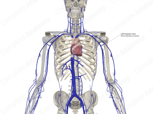 Hepatic Vein - an overview | ScienceDirect Topics