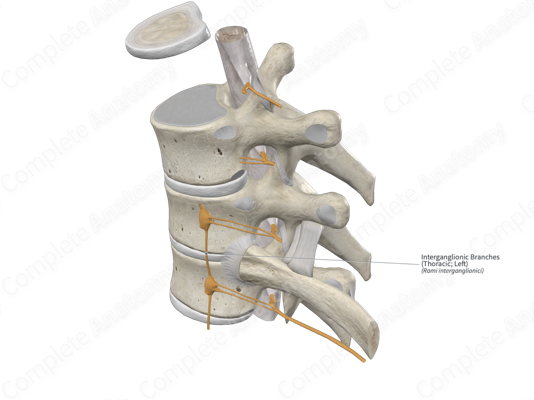Chest - an overview | ScienceDirect Topics
