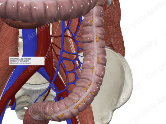 Epiploic Appendix - an overview | ScienceDirect Topics