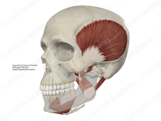 Medial Pterygoid Muscle - an overview | ScienceDirect Topics