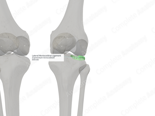 Meniscotibial Ligament - an overview | ScienceDirect Topics