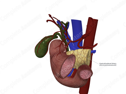 Gastroduodenal Artery - an overview | ScienceDirect Topics
