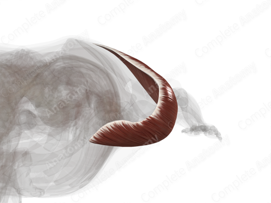 Deltoid Muscle - an overview | ScienceDirect Topics