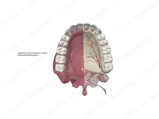 Maxillary Premolar Anatomy 9: The Permanent Maxillary Premolars