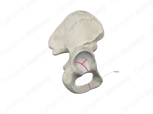Pubic Bone An Overview Sciencedirect Topics