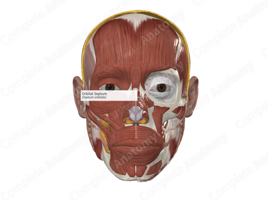 Orbital Septum - an overview | ScienceDirect Topics
