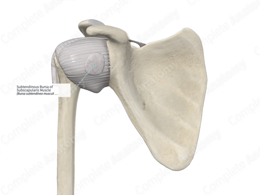 Subscapularis Muscle - an overview | ScienceDirect Topics