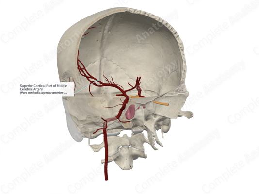 Middle Cerebral Artery - an overview | ScienceDirect Topics
