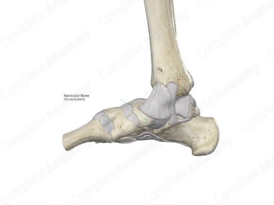 Navicular Anatomy