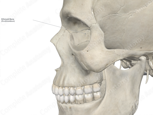Ethmoid Bone - an overview | ScienceDirect Topics