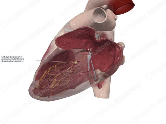 Bundle of His - an overview | ScienceDirect Topics