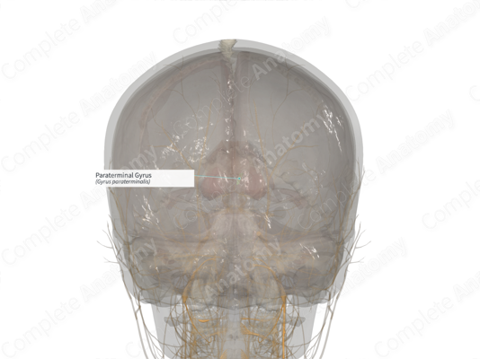 Rhinencephalon - an overview | ScienceDirect Topics