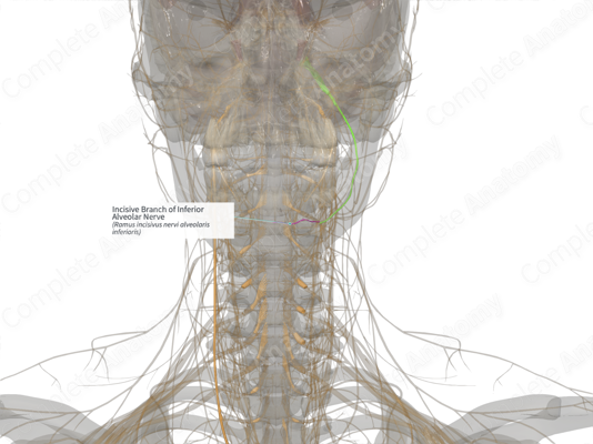 Inferior Alveolar Nerve - an overview | ScienceDirect Topics