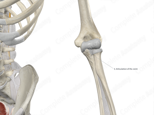 Humeral Condyle - an overview | ScienceDirect Topics