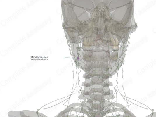 Mandibular Lymph Node - an overview | ScienceDirect Topics