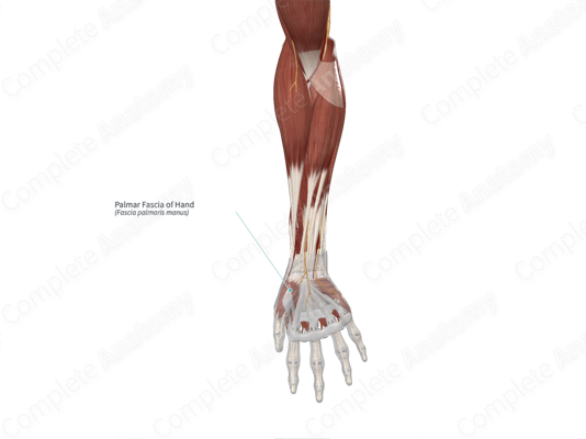 Antebrachial Fascia