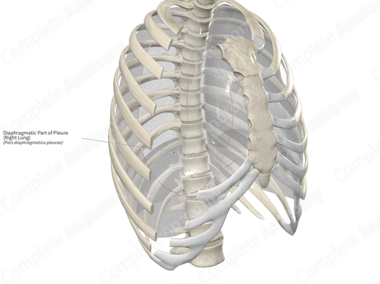 Parietal Pleura - an overview | ScienceDirect Topics