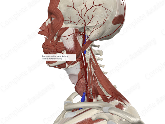 Cadaver De Arteria Cervical Transversa