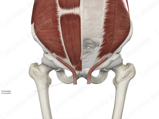Cremaster Muscle Anatomy
