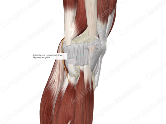 Anterior Cruciate Ligament - an overview | ScienceDirect Topics