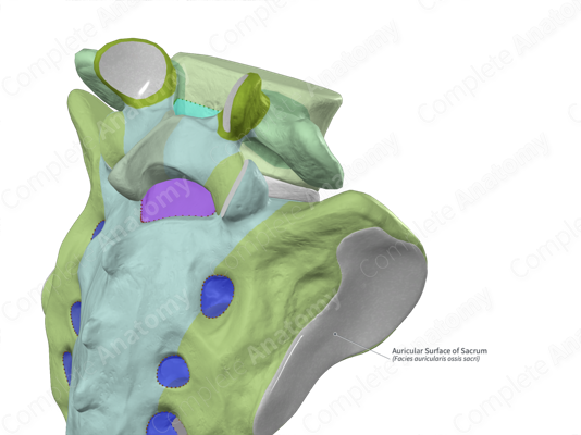 Sacrum - an overview | ScienceDirect Topics
