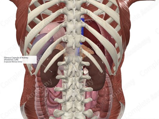 Kidney Capsule - an overview | ScienceDirect Topics