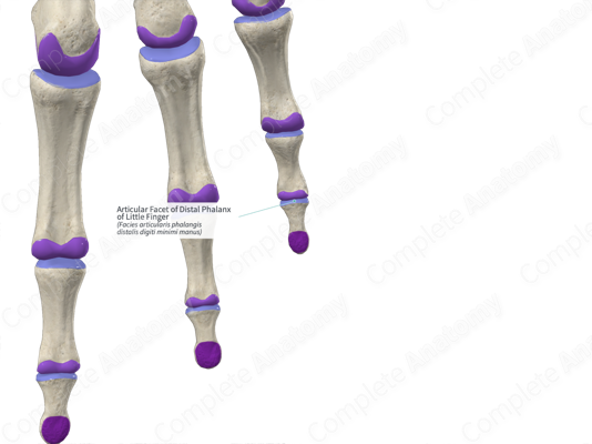 Distal Phalanx - an overview | ScienceDirect Topics