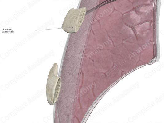 Rib Cage - an overview | ScienceDirect Topics