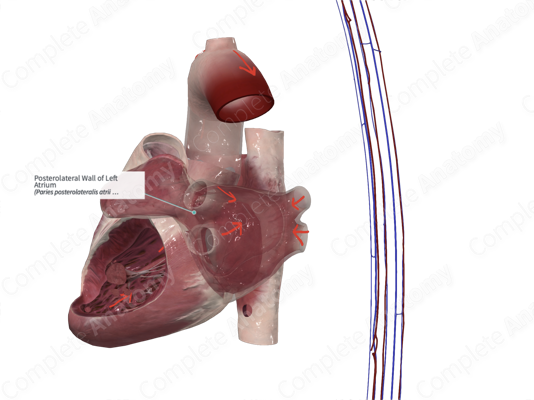 Left Atrium - an overview | ScienceDirect Topics