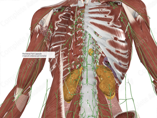Perirenal Fat - an overview | ScienceDirect Topics