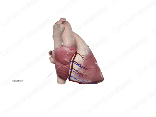 Right Atrium - an overview | ScienceDirect Topics