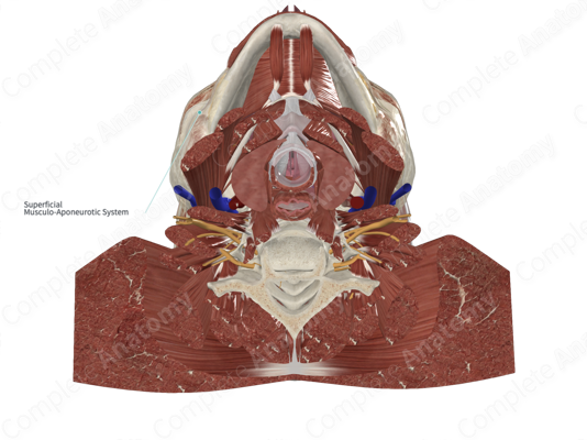 Superficial Musculoaponeurotic System - an overview | ScienceDirect Topics