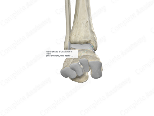 Tibia - an overview | ScienceDirect Topics